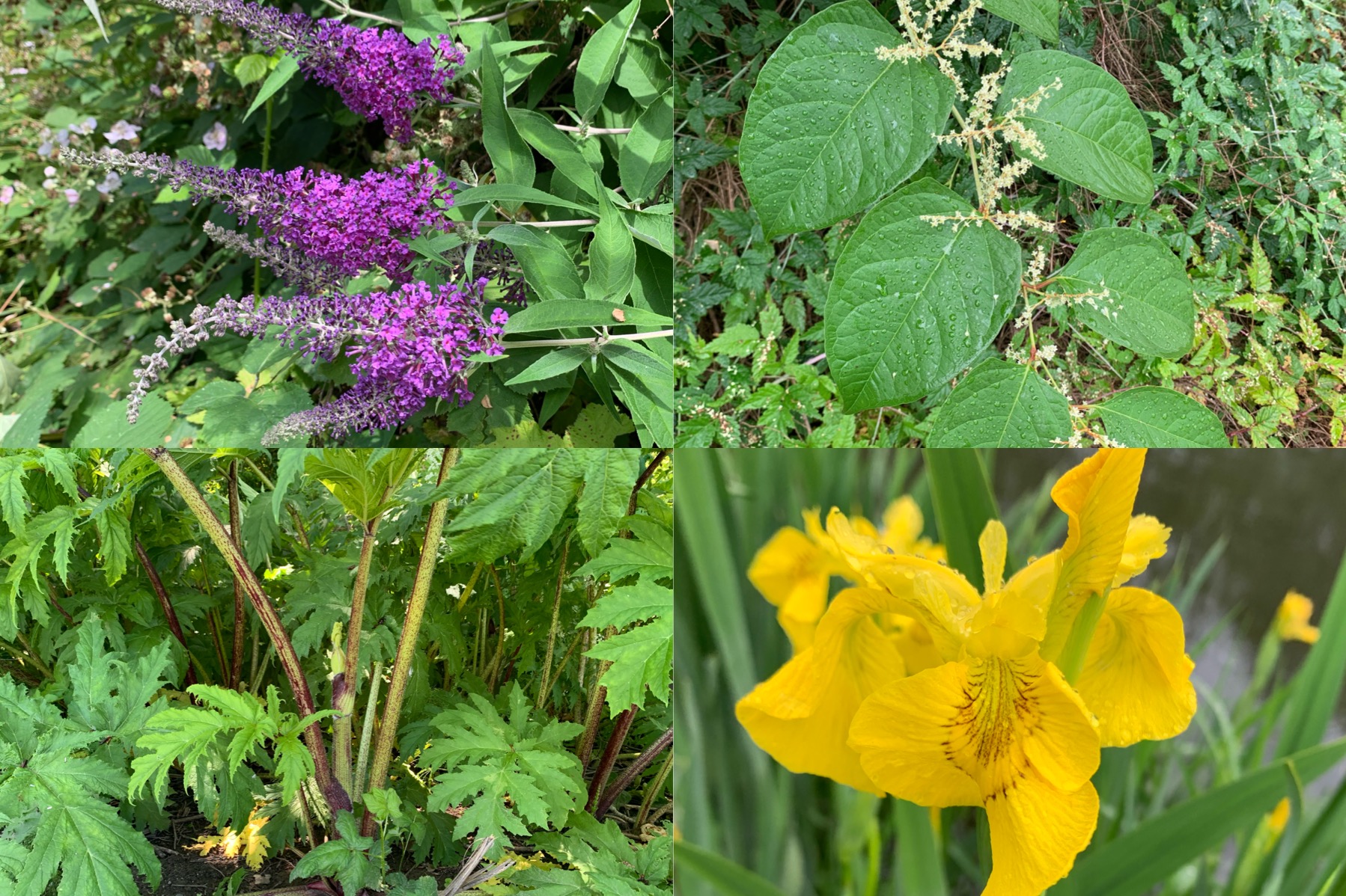 Webinar on November 30, 2023: Invasive Species Council of BC – Priority ...